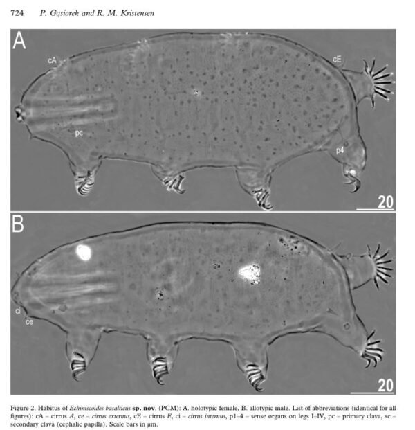 Echiniscoides sigismundi, Largest Tardigrade (1.5 mm)